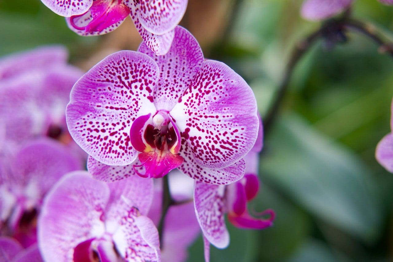 Certificate of Cut Flower Orchids - Australian Online Courses